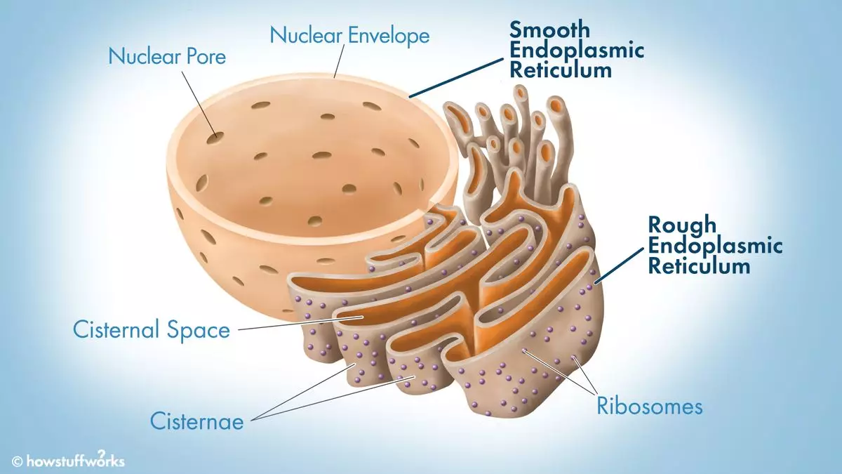 Ano ang Ginagawa ng Endoplasmic Reticulum?