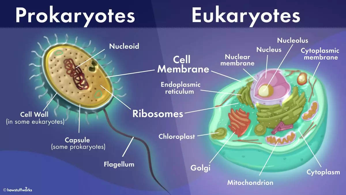 Ano ang Pagkakaiba sa pagitan ng Prokaryotic at Eukaryotic Cells?