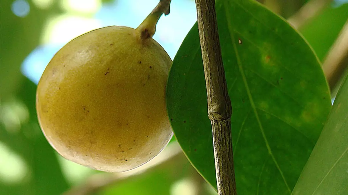 Manchineel，或“死苹果”，是世界上最危险的树