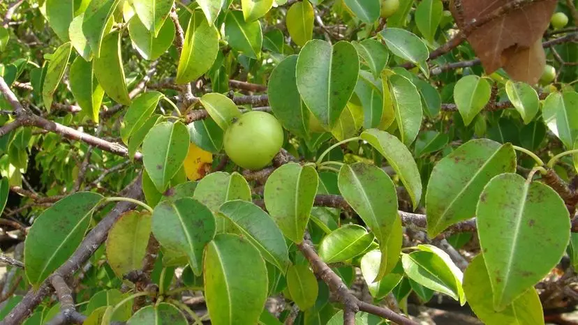 Manchineel дърво