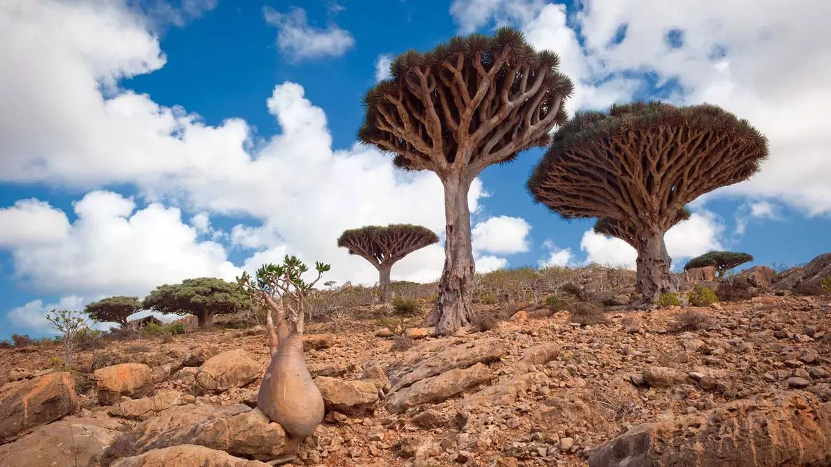 Por que Socotra é conhecida como as 'Galápagos do Oceano Índico'