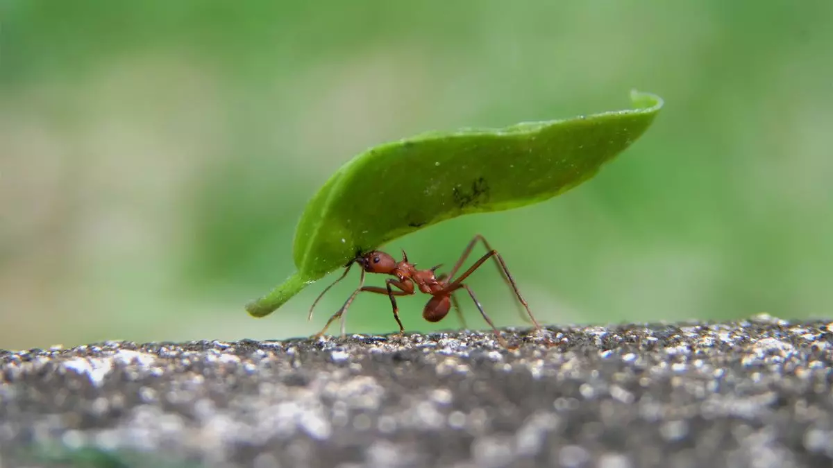 5 izuzetno zabavnih činjenica o masi (ne težini)