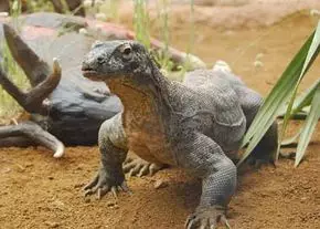 Moderna ödlor, som den här komododraken på London Zoo, har en spretig gång.