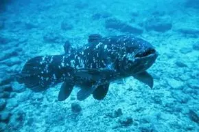 De coelacanth is een Lazarus-soort. Wetenschappers dachten dat het miljoenen jaren geleden was uitgestorven, maar in 1938 verschenen er weer levende exemplaren.