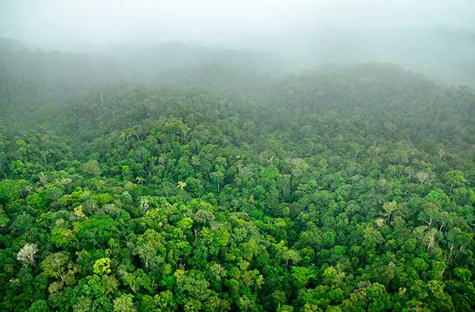 Bagaimana Hutan Hujan Bekerja