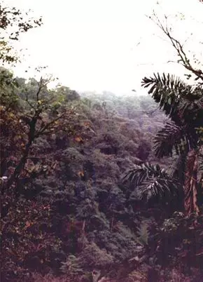 Ang yuta sa Rainforest sa Costa Rica