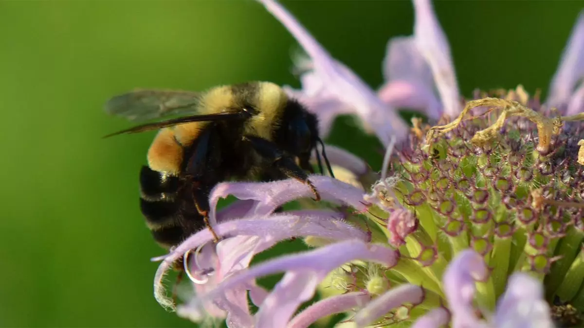 Lawns to Legumes: Minnesota na-akwụ ndị nwe ụlọ ụgwọ ka ha kụọ 'Bee Lawn'