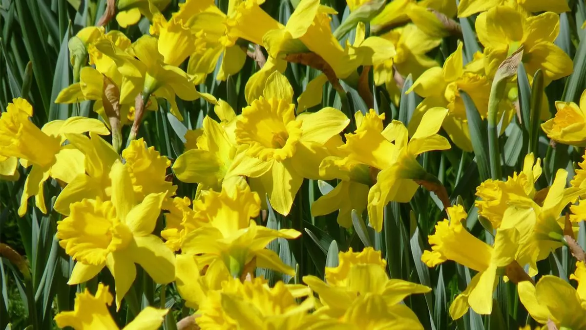 Delightful Daffodils yog super yooj yim kom loj hlob. Ntawm no yog li cas