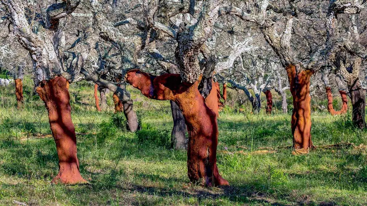 Hai realmente unha crise de Cork?