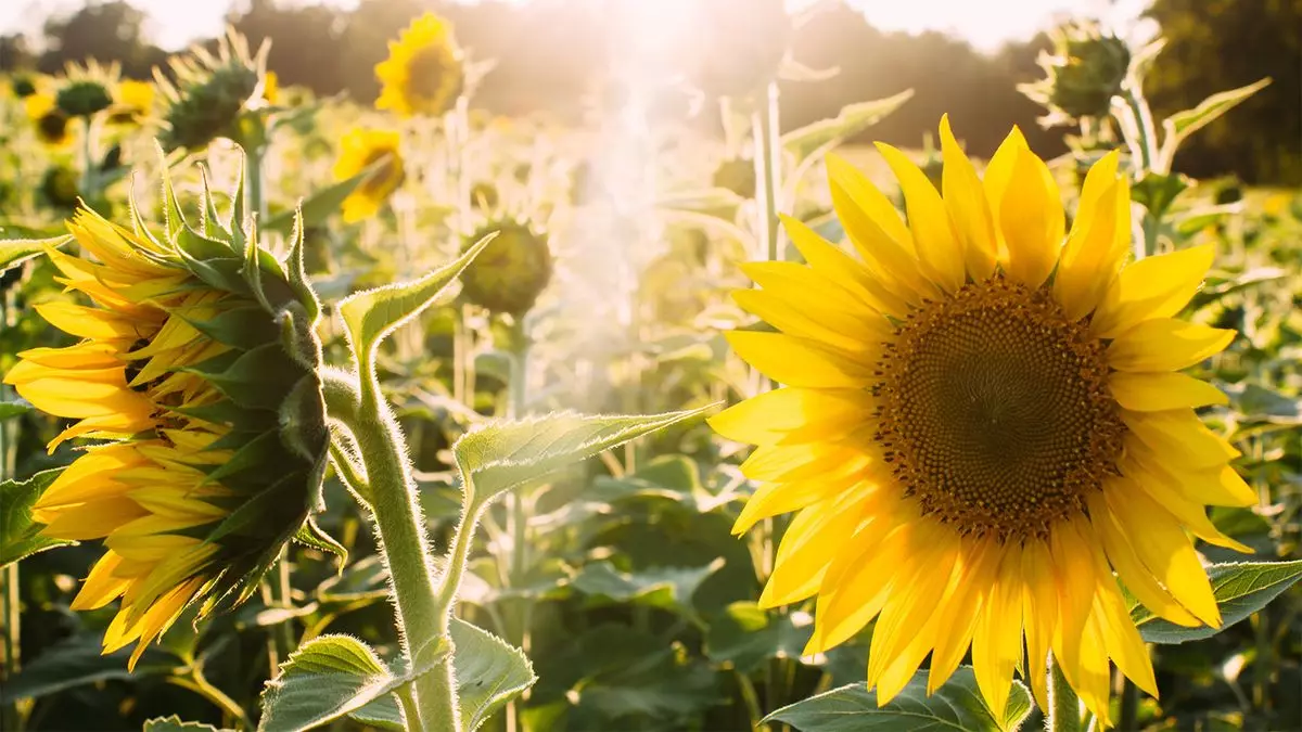 โพลีเมอร์ SunBOTs เลียนแบบดอกทานตะวันเพื่อสร้างพลังงานแสงอาทิตย์สูงสุด