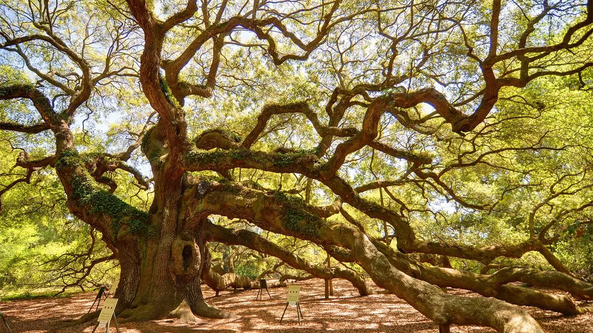 Die massive „Angel Oak“ hat 500 Jahre Geschichte von South Carolina erlebt