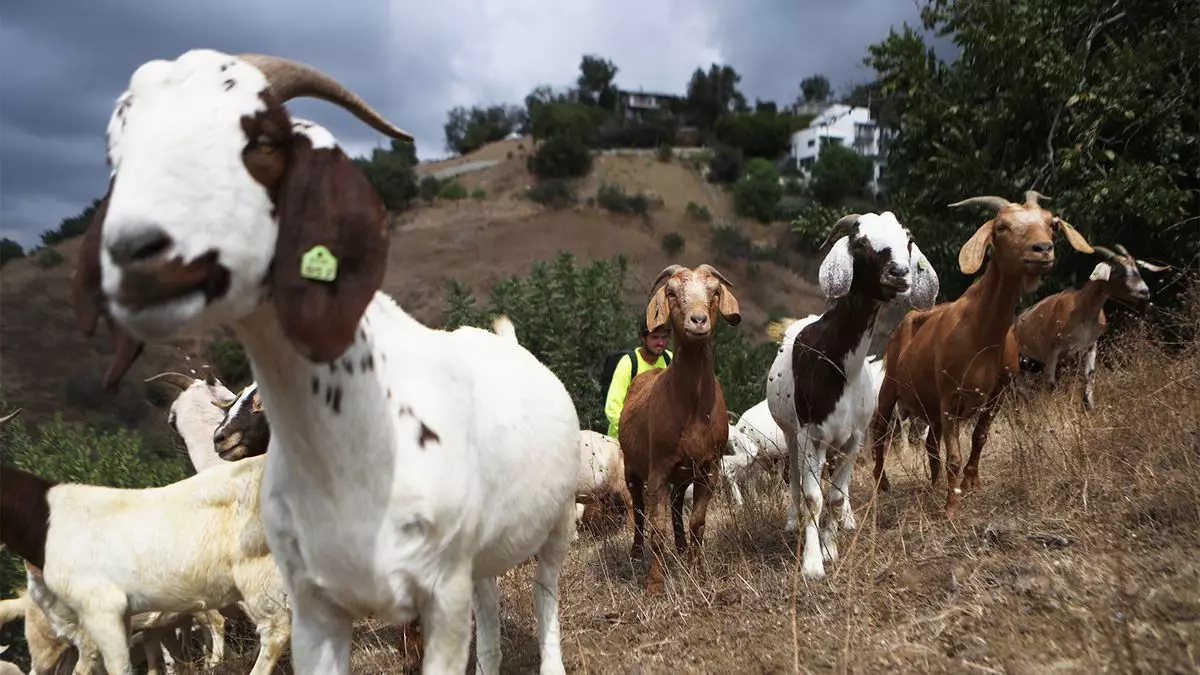 Vincent van Goat et ses amis aident à vaincre les incendies de forêt dans l'Ouest