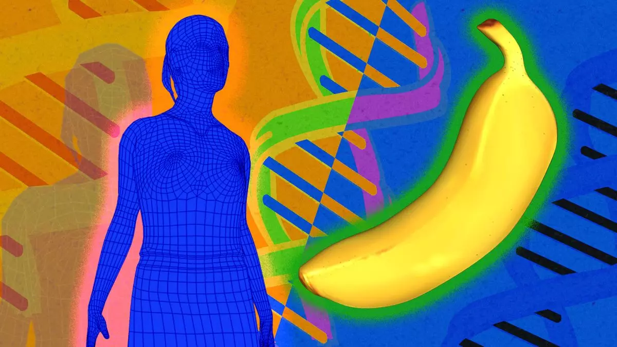 Haben Menschen und Bananen wirklich 50 Prozent der gleichen DNA?