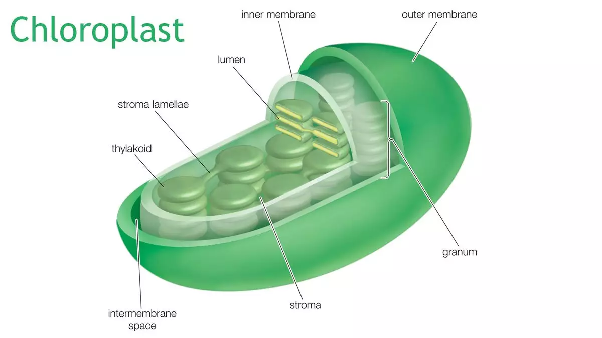 Chloroplasten sind die Pflanzenzellen, die Energie produzieren