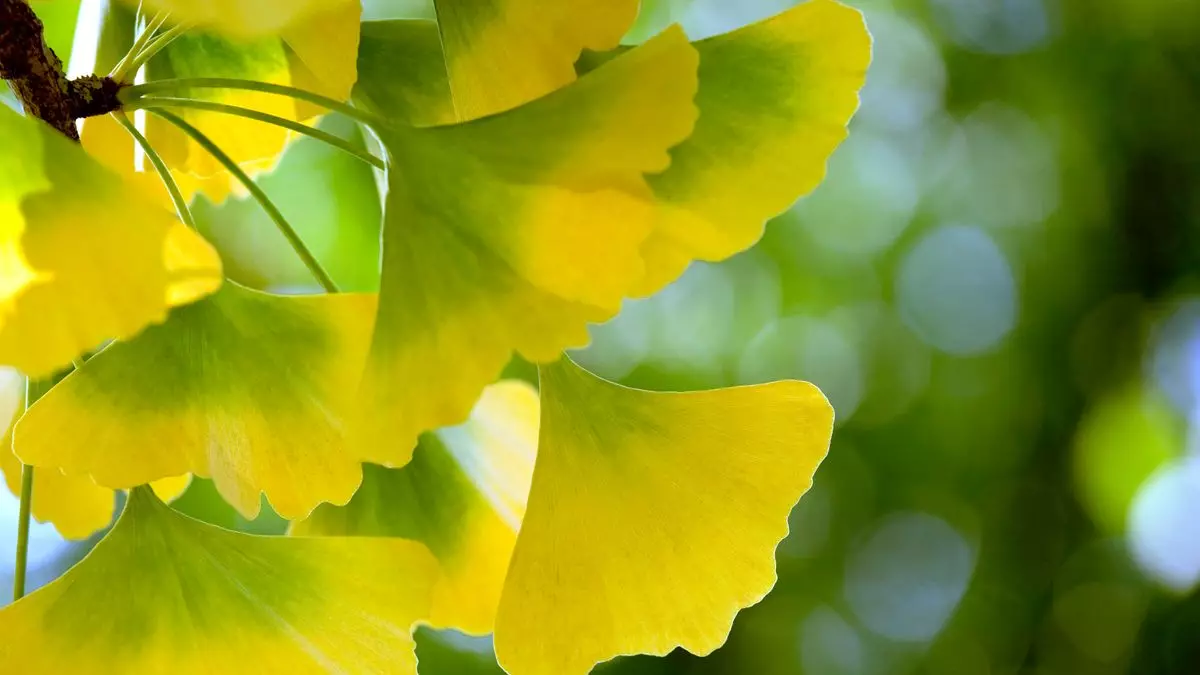 Gingko Biloba အရွက်သည် ရာသီဥတုပြောင်းလဲမှုကို ခြေရာခံရန် ကူညီပေးသည်။