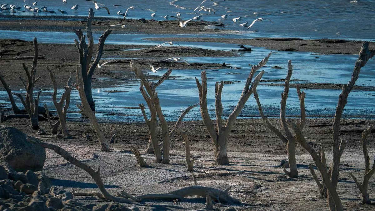 ทะเล Salton กลายเป็นพื้นที่รกร้างเชิงนิเวศได้อย่างไร