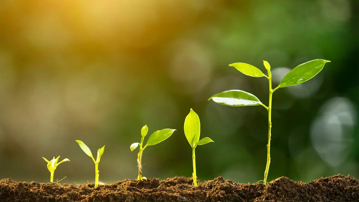 Como a fotossíntese captura a luz e alimenta a vida na Terra