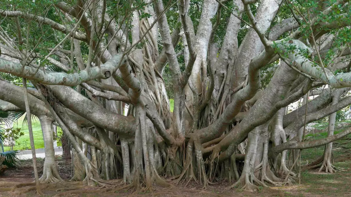 Pokok Beringin Yang Perkasa Boleh 'Berjalan' dan Hidup Berabad-abad