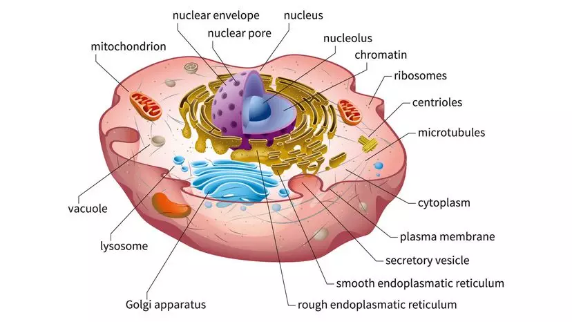 Tsiaj cell