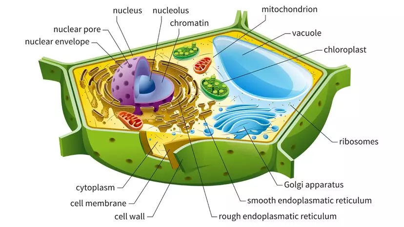 Cog cell