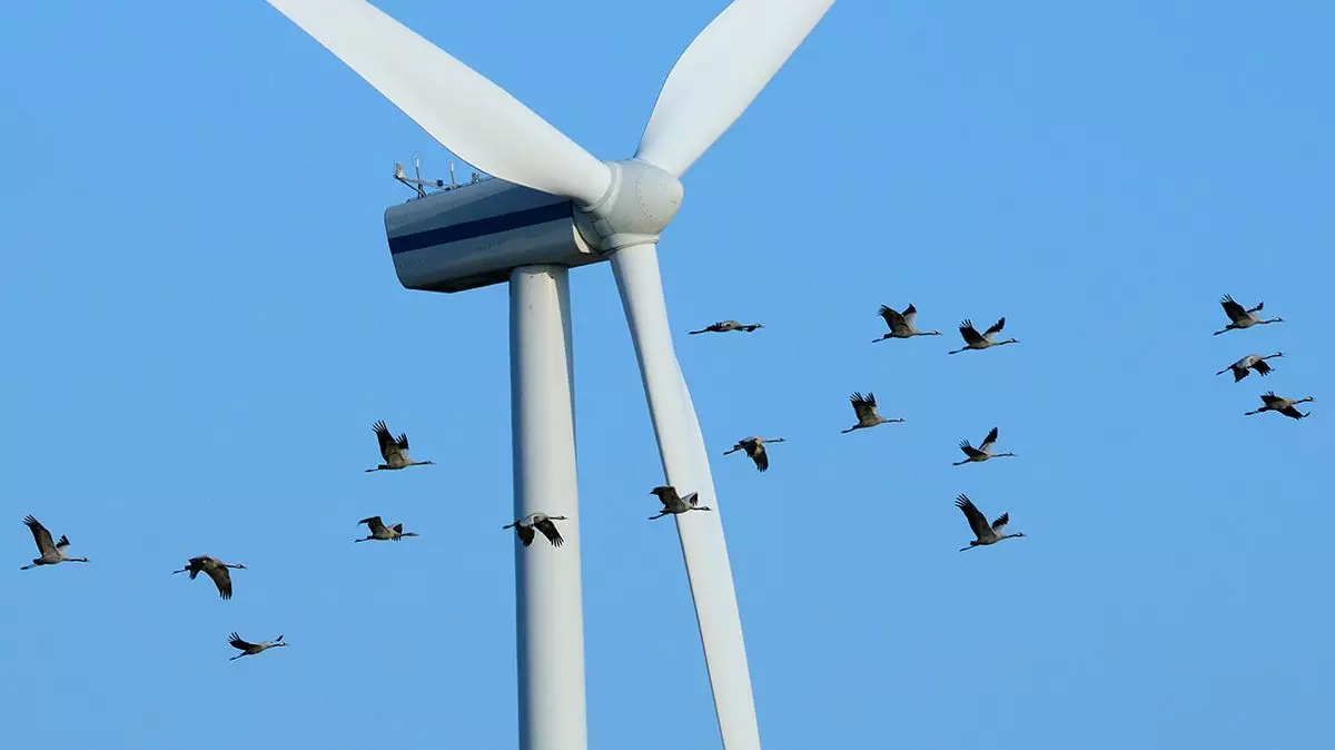 Ce que les critiques de l'énergie éolienne qui crient "oiseau" se trompent