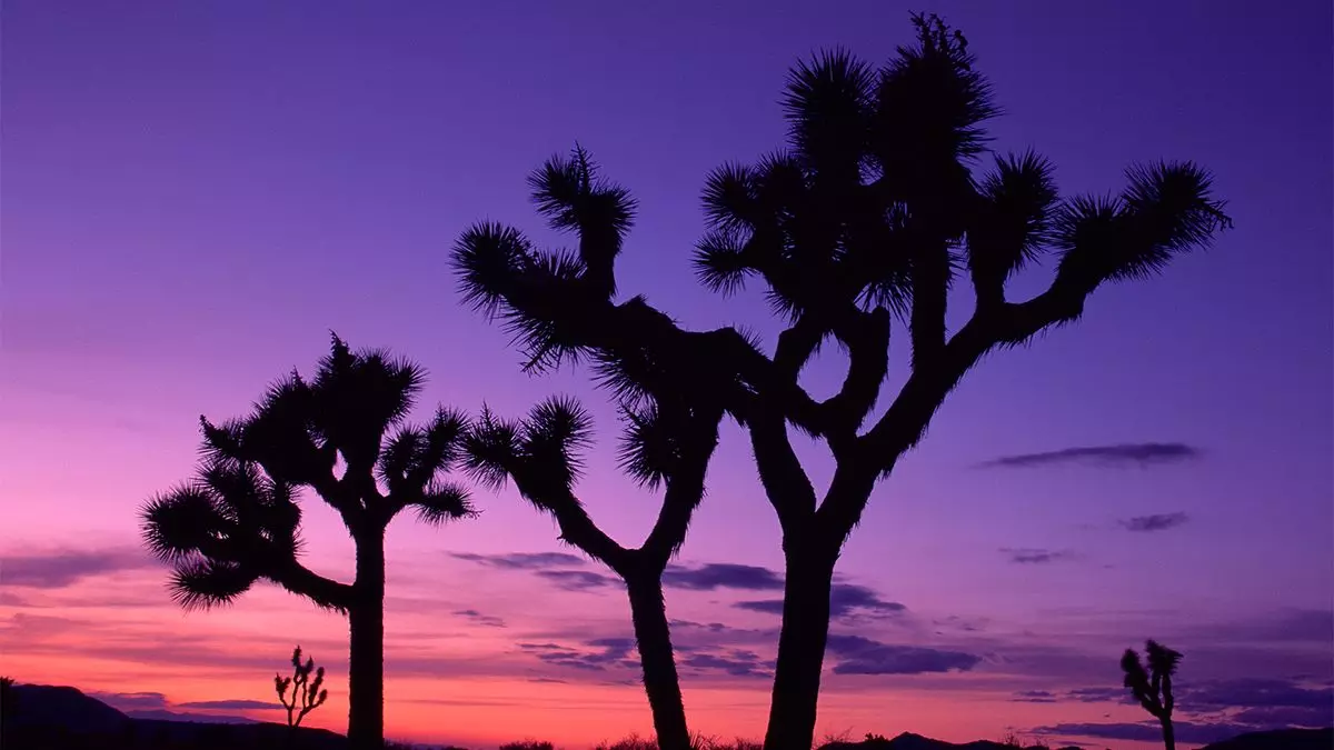 L'emblématique Joshua Tree est en danger d'extinction