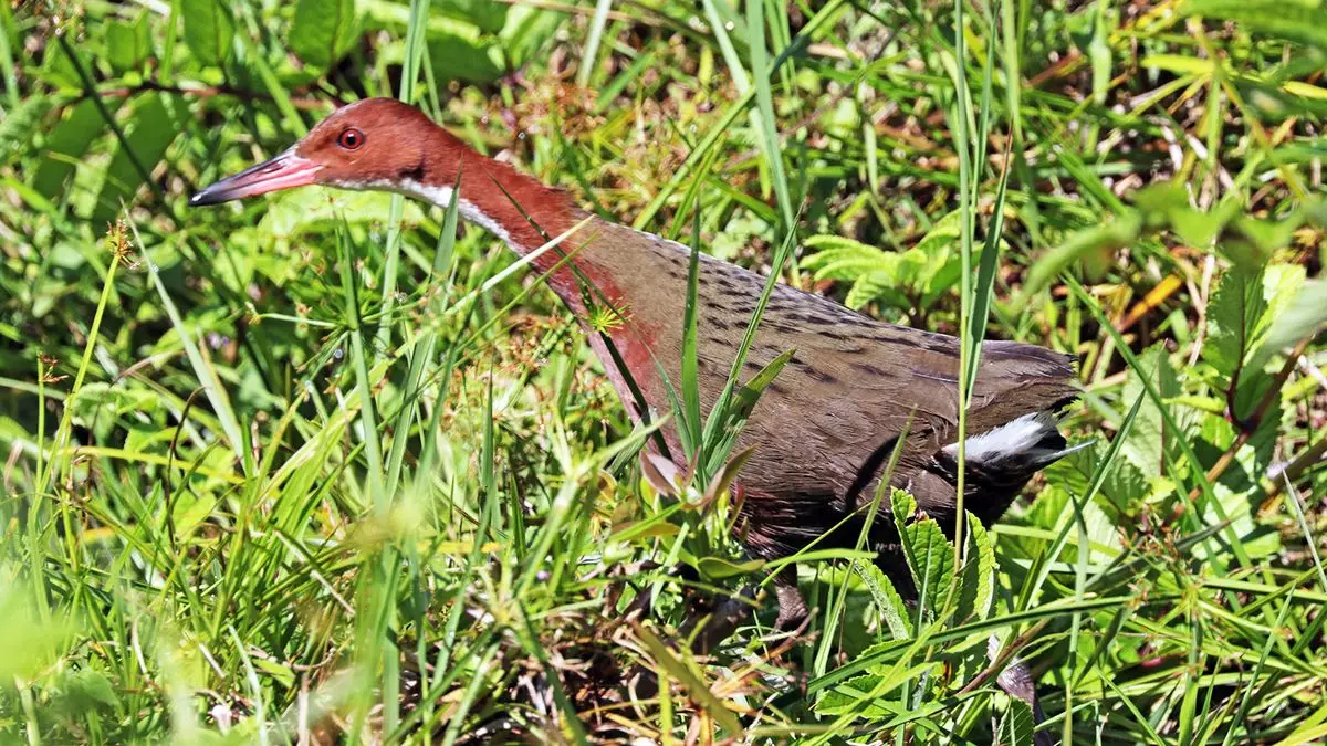 Iterativ evolyutsiya: Aldabra temir yo'li ikki marta rivojlandimi?