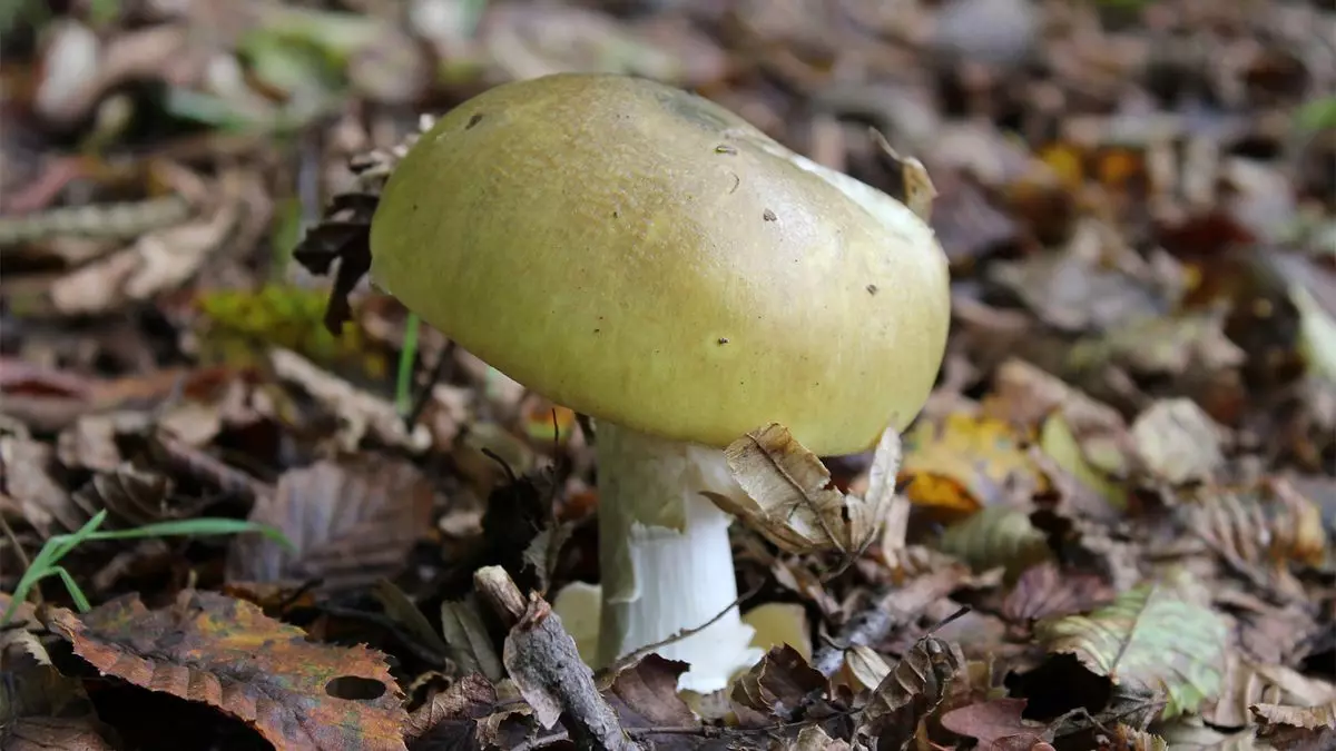 O cogomelo venenoso de casquete da morte espállase por América do Norte