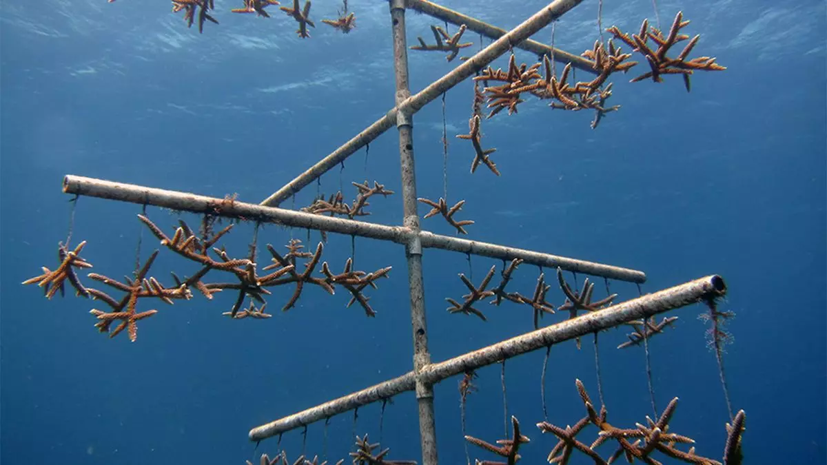 Os científicos desenvolven un método de crecemento rápido de coral para salvar os arrecifes moribundos