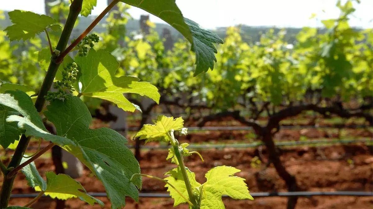 Que fan os viticultores cos residuos de uva?