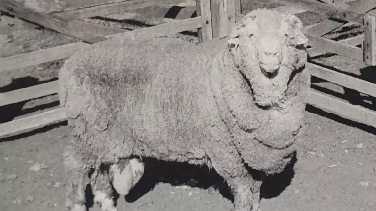 Wêreld se oudste bevrore sperm werk net goed