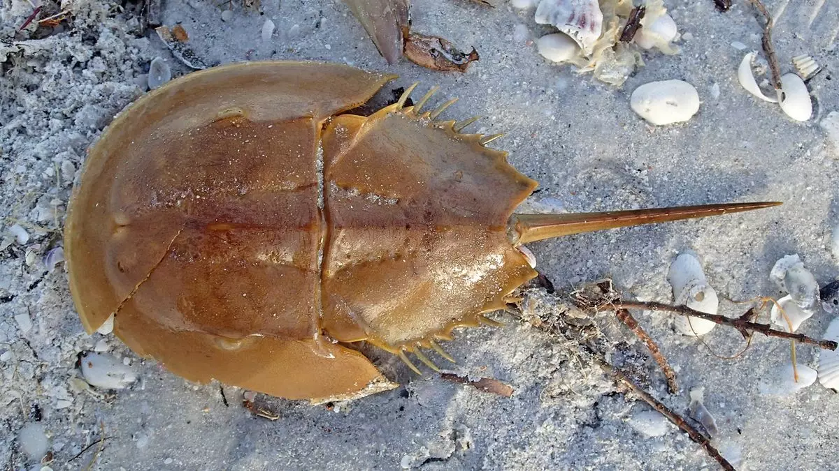 Cangrexos de ferradura en perigo de derrame biomédico