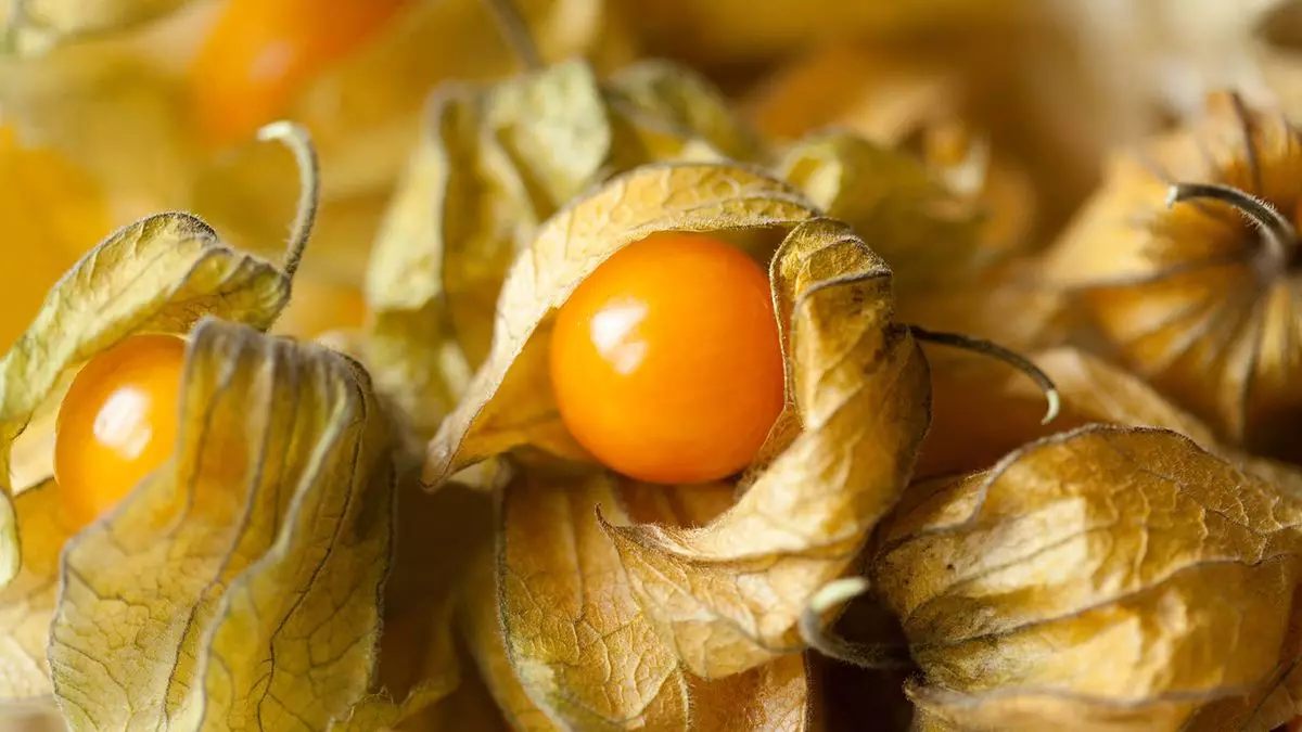 Rare Groundcherry ta ka byento tout kote, gras a Gene Editing