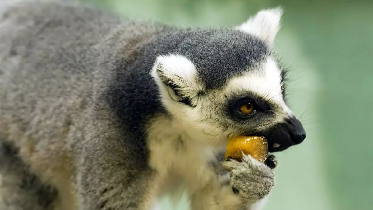 Las plantas desarrollan aromas y colores para atraer animales para la dispersión de semillas