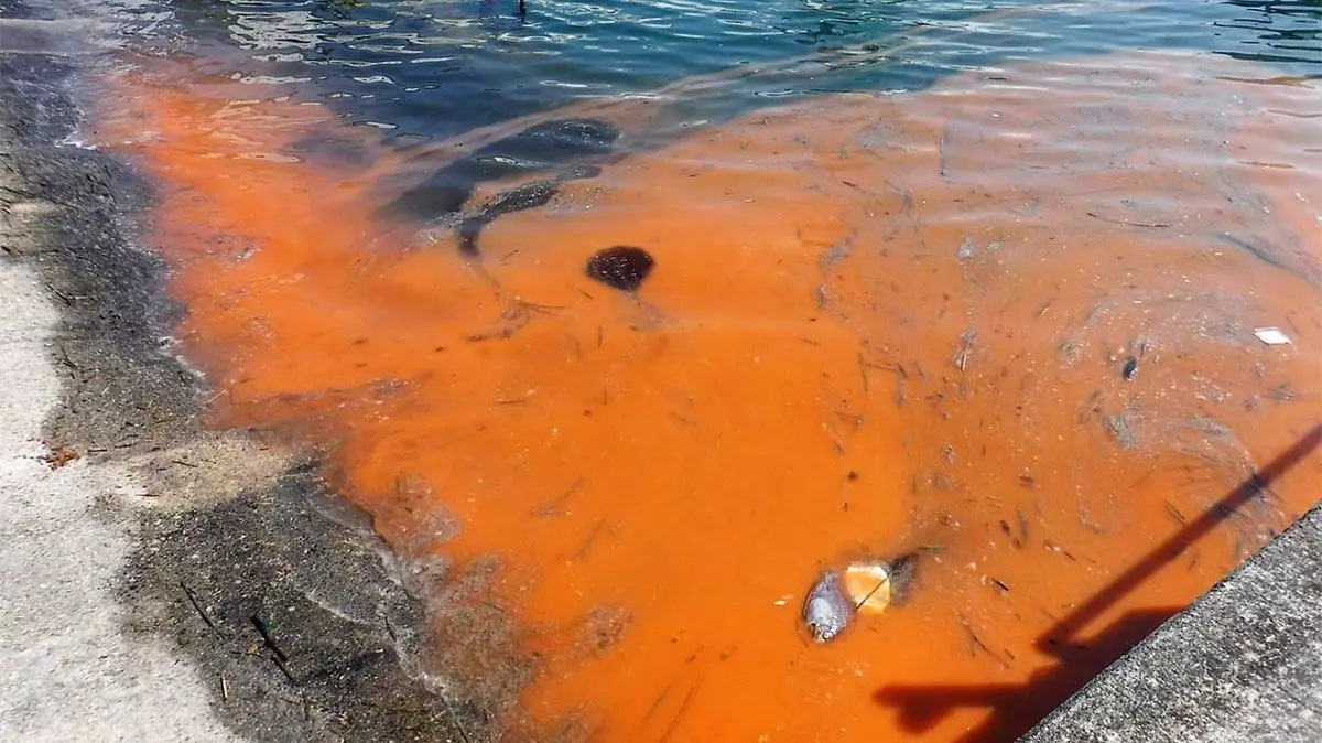 Red Tide truer Florida-kysten