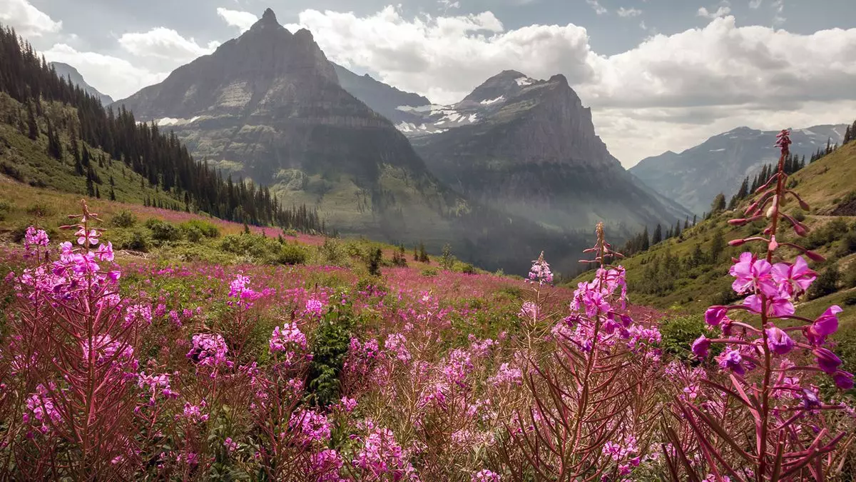 Fireweed: Pembe Öncü