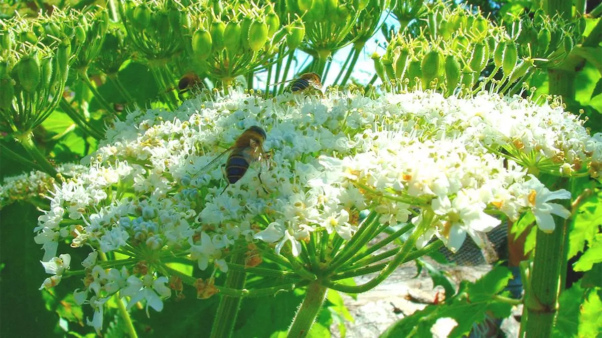 La Suko de Giganta Hogweed Povas Doni Vin Sunbrulon