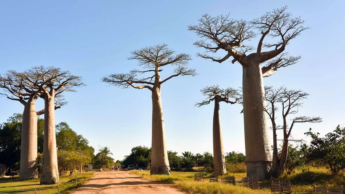 Osisi Baobab siri ike na-anwụ n'Africa