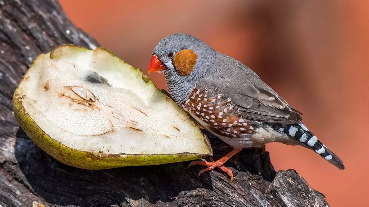 Amuaradagba Gba Awọn ẹranko laaye lati Wa Aye Oofa aaye