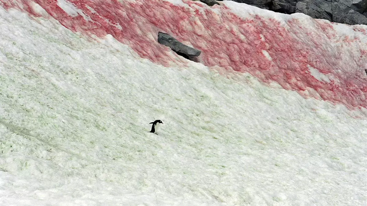 La asombrosa y alarmante ciencia detrás de la nieve roja