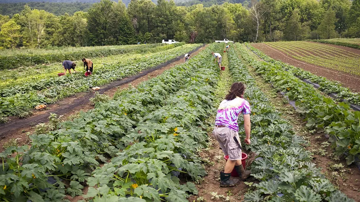 Organic Farms tuaj yeem pab tiv thaiv kev hloov pauv huab cua