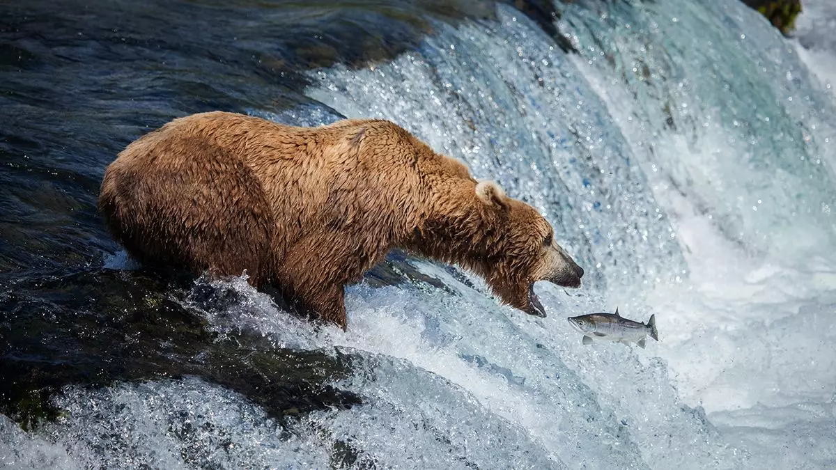 Kodiak Bears Ka-boodista Kalluunka sida Isbeddellada Cimilada