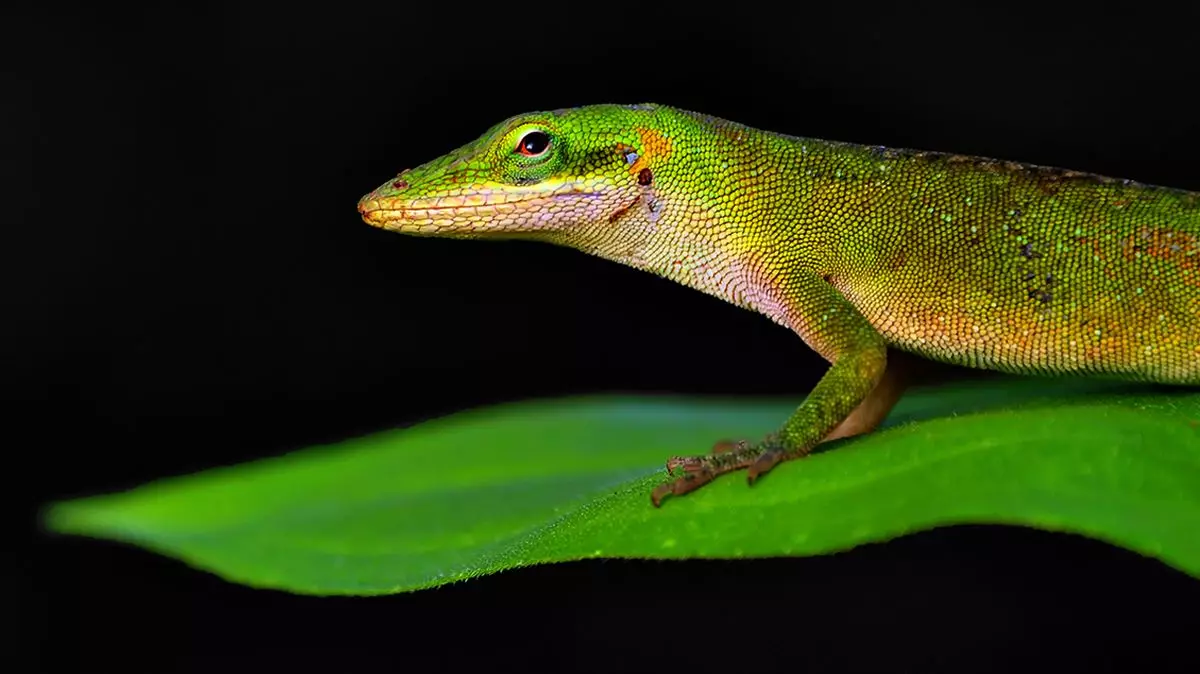 Evolució sorprenentment ràpida observada en espècies de llangardaixos