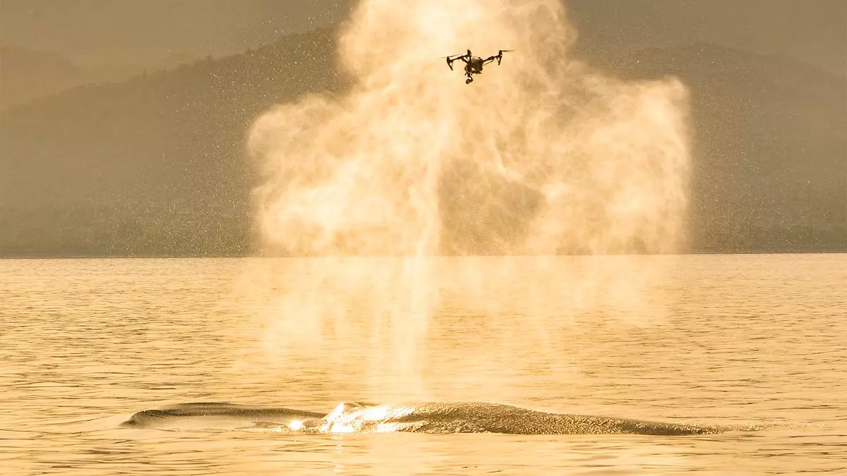 O drone 'SnotBot' está facilitando a pesquisa científica sobre as baleias