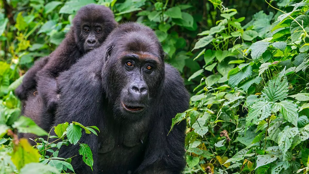 O lo'o Fasioti e Tagata Malina Fia'a'ai i Congo, 'A'ai Gorilla Mata'utia