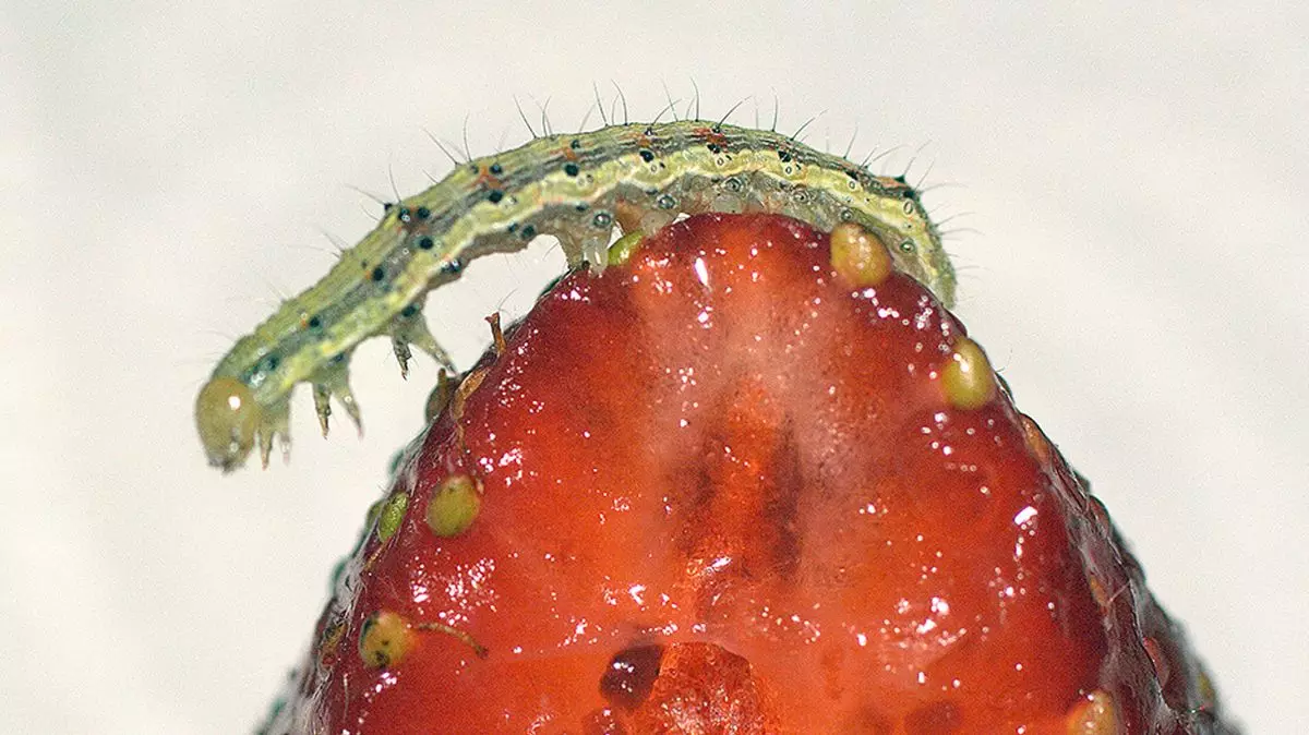 Planten kunnen zichzelf verdedigen door rupsen kannibaal te maken