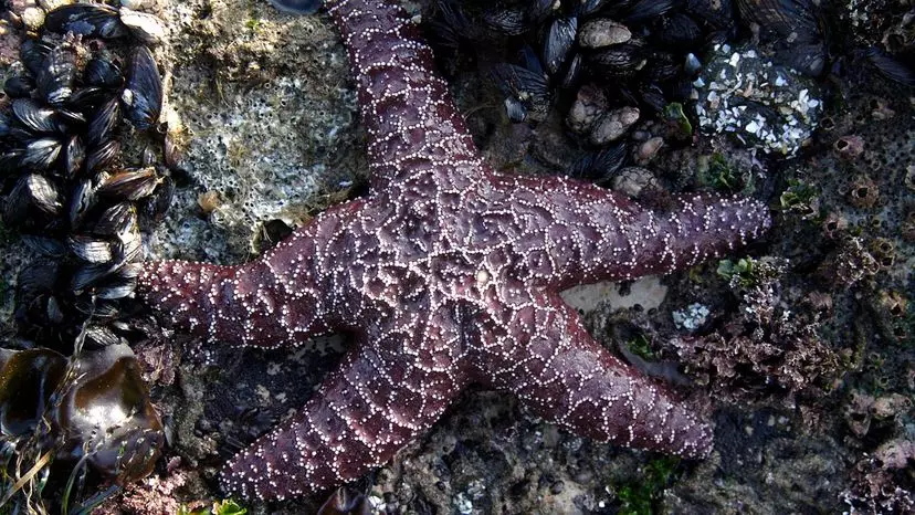 bintang laut ungu