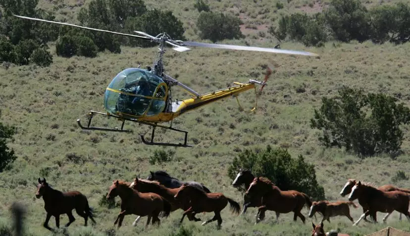 helikopter ovanför flock av vilda hästar