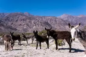 burro, keledai, amerika barat, gurun