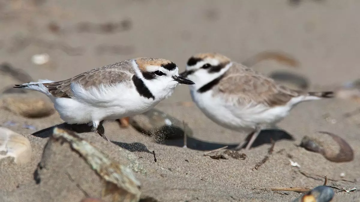 Klimaændringer får små fuglepar til at dele flere forældrepligter